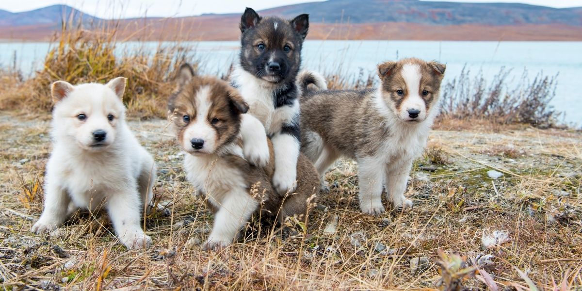 Denali Husky Homesead Tour - XPerience Alaska